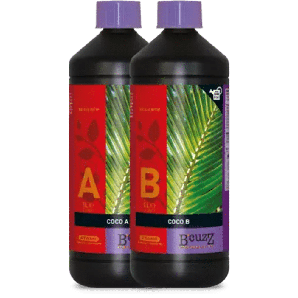 Atami B'cuzz Coco A+B – Dyrkeland